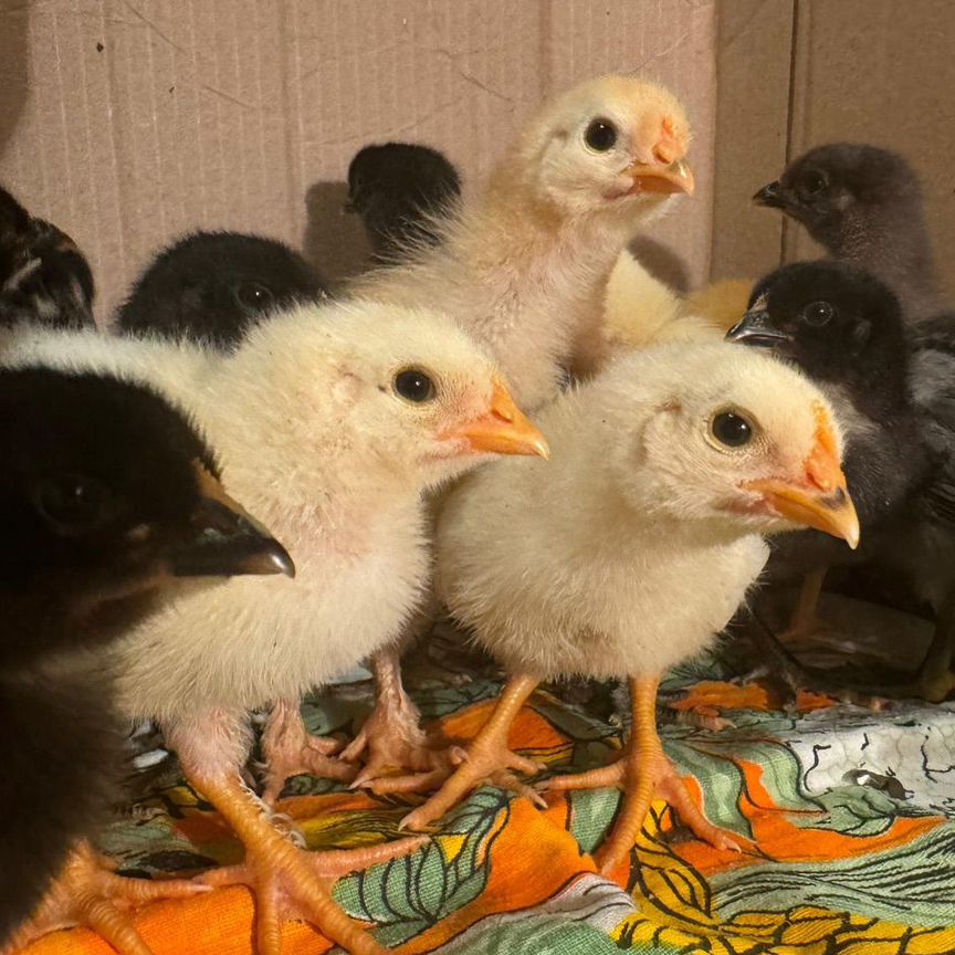 Цыплята несушки