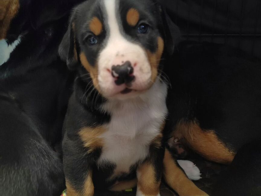 Большой швейцарский зенненхунд