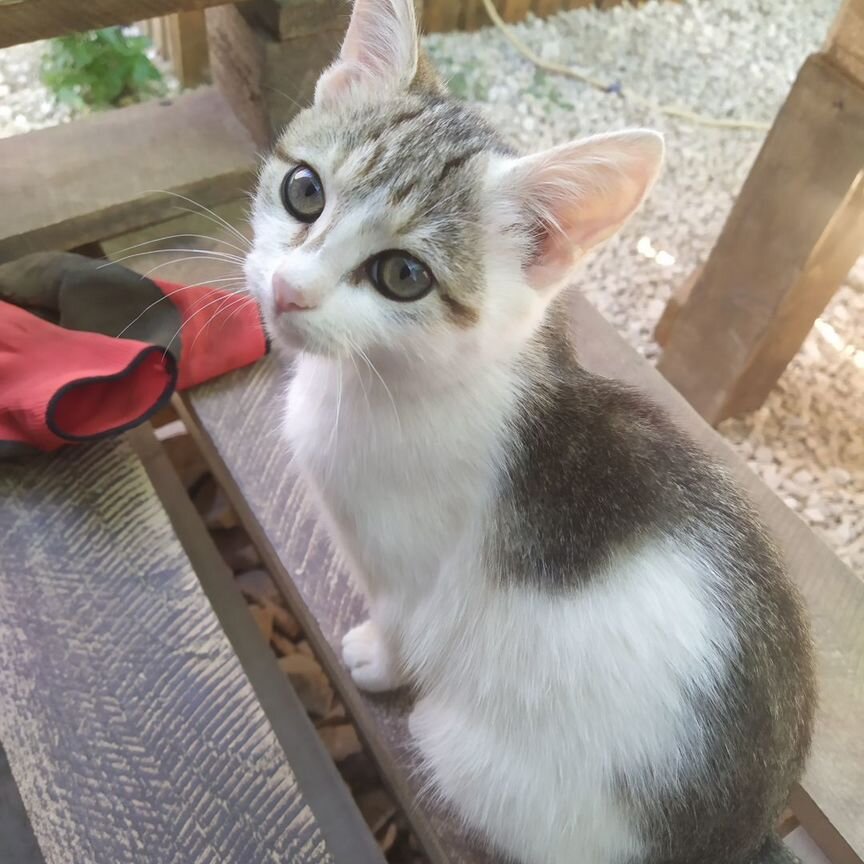 Котятки в добрые руки