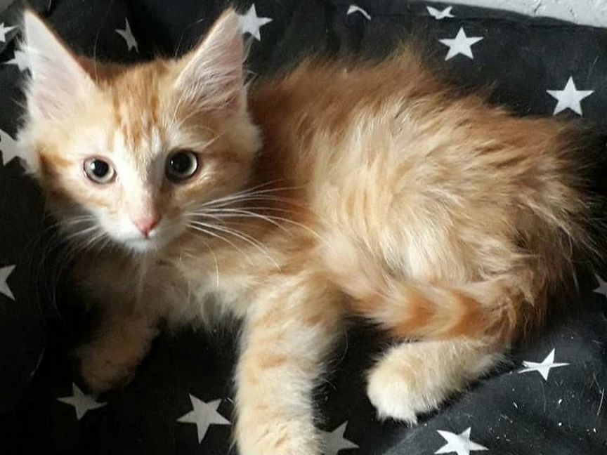 Рыжий пушистый котенок в дар