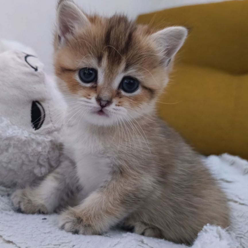 Котёнок золотая шиншилла