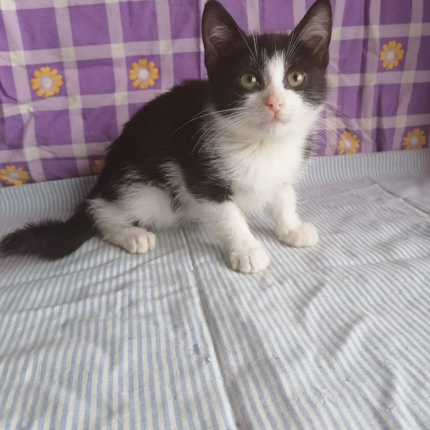 Котенок-мальчик 2 мес