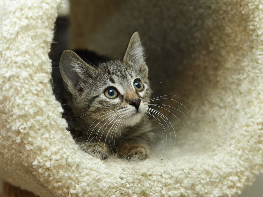 Конеток в поисках дома