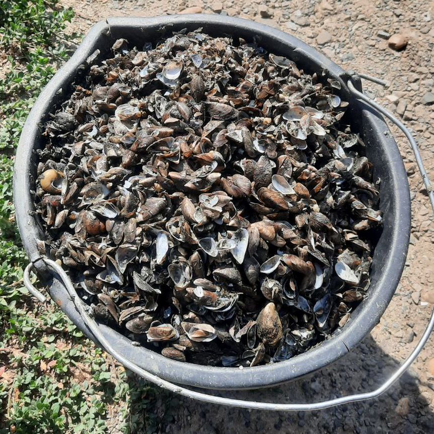 Ракушка речная мелкая