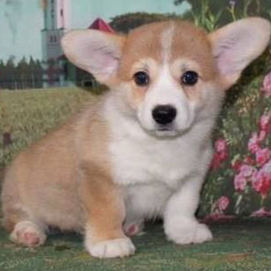 Вельш Корги Пемброк