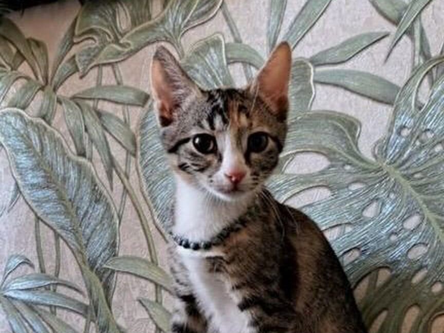 Трехцветная кошечка ищет дом