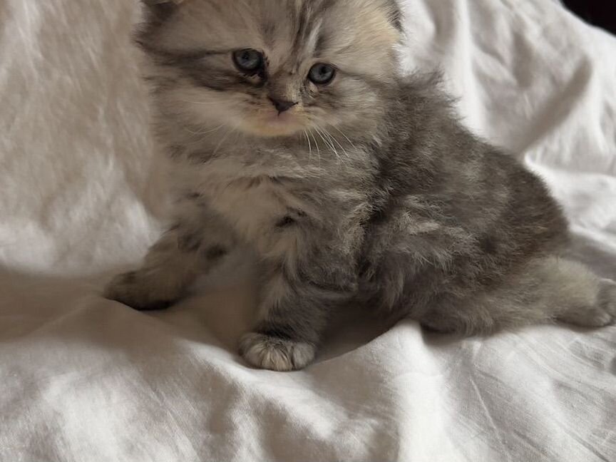Шотландские вислоухие котята