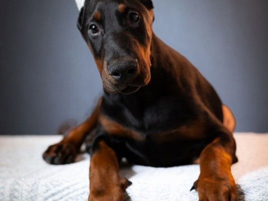 Щенок добермана