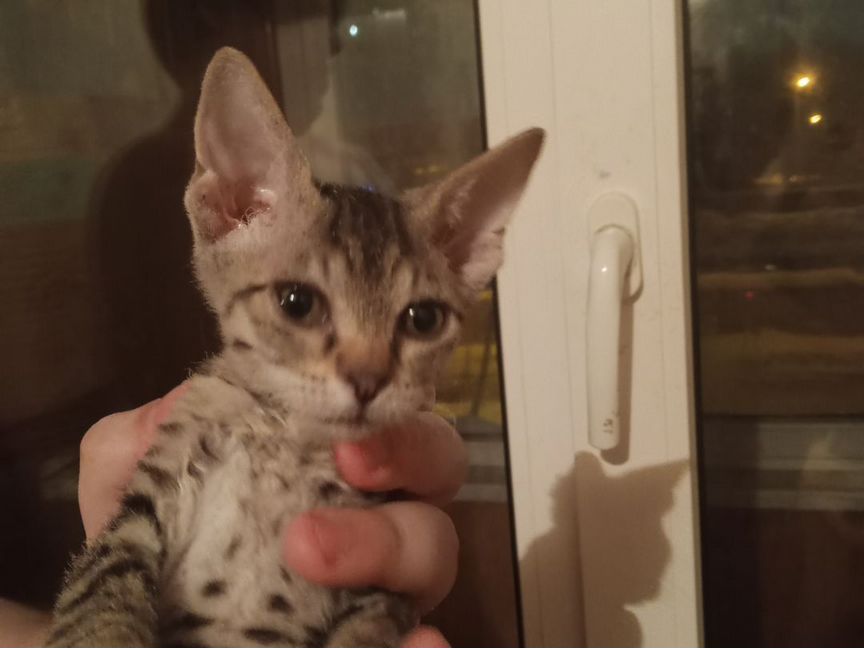 Донской сфинкс браш котята