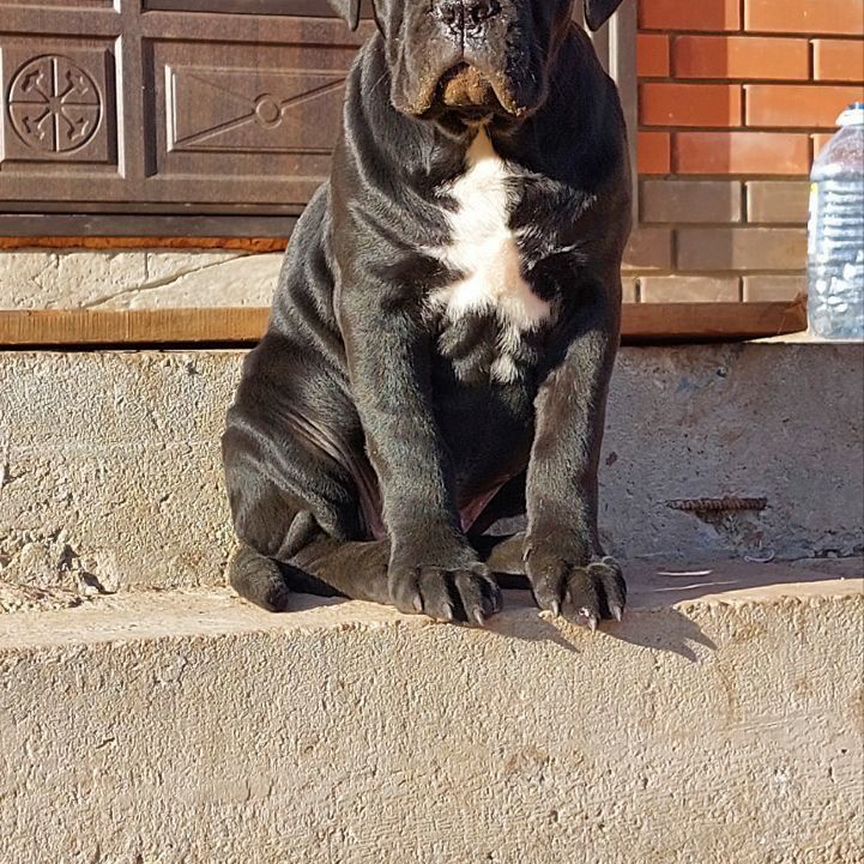 Щенки кане корсо