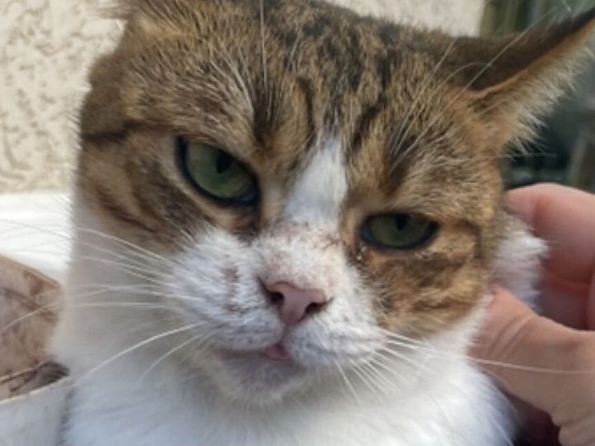 Кошка крысоловка