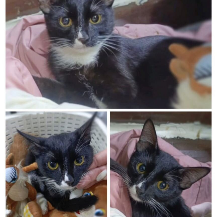 Дарю котенка