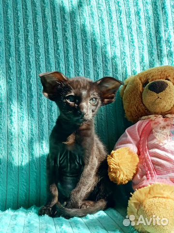 Ориентальные котята