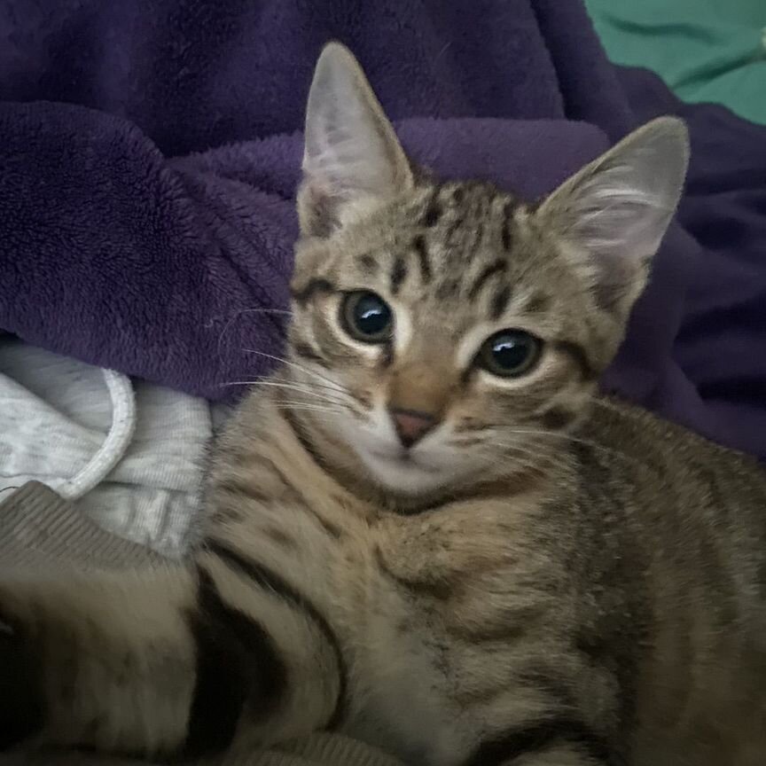 Котенок девочка отдам в добрые руки