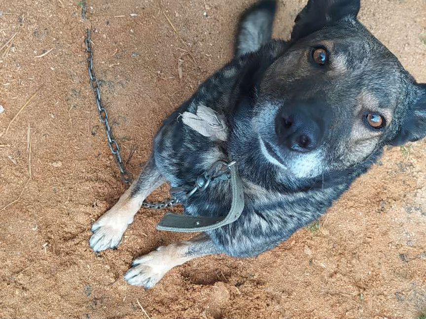 Собака помесь с овчаркой