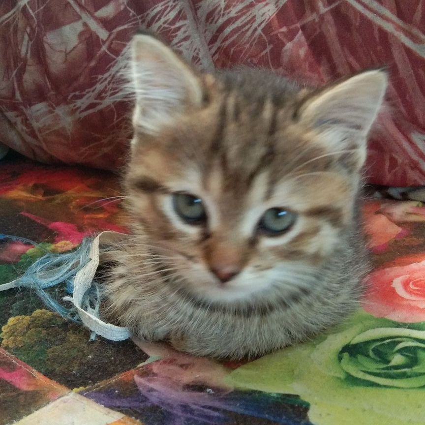 Отдам кошку 2месяца