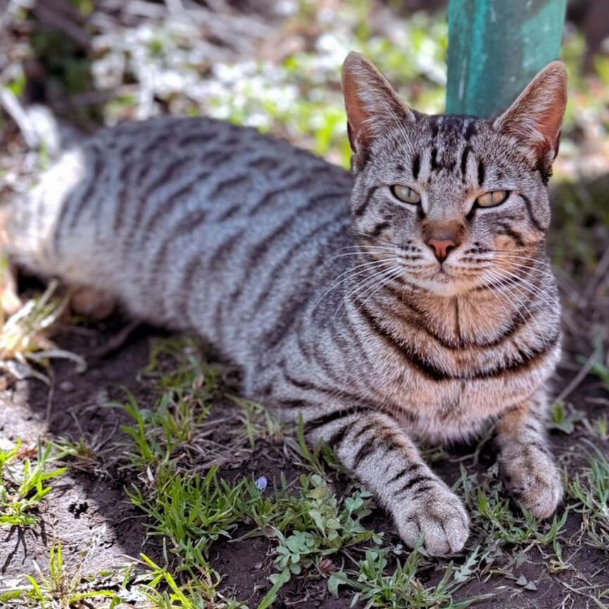 Кот в любящие руки