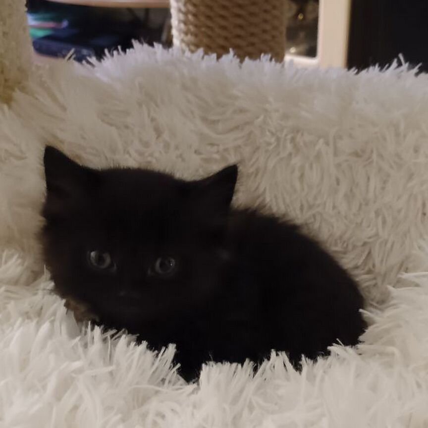 Британский длинношёрстный котёнок