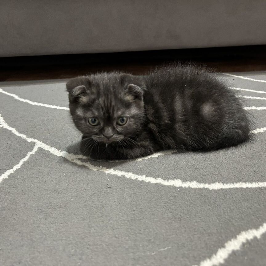 Британская кошечка