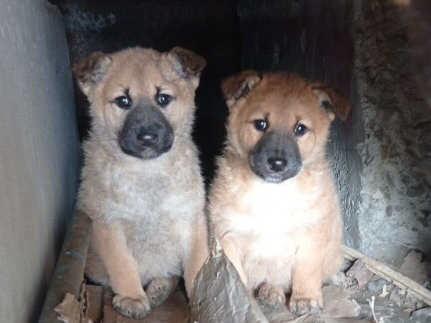 Щенки бесплатно