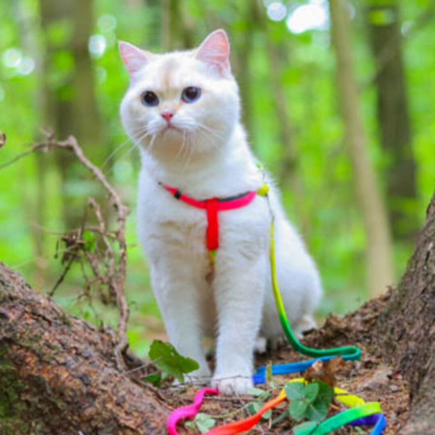 Котик в самую ответственную семью
