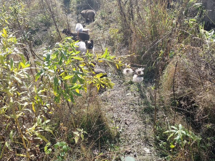 Щенки дворняжки