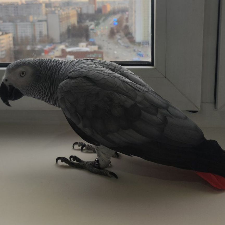 Говорящий попугай