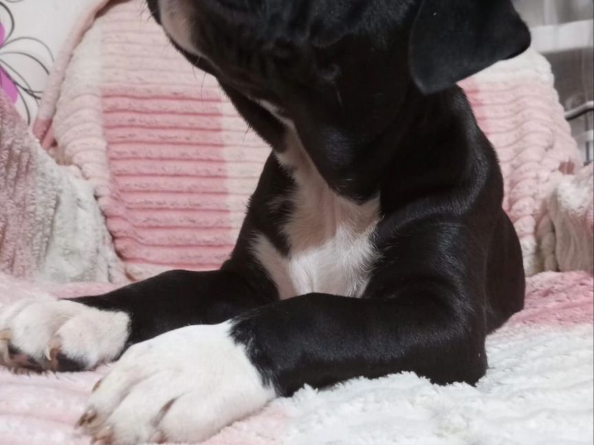 Стаффордширский терьер щенки