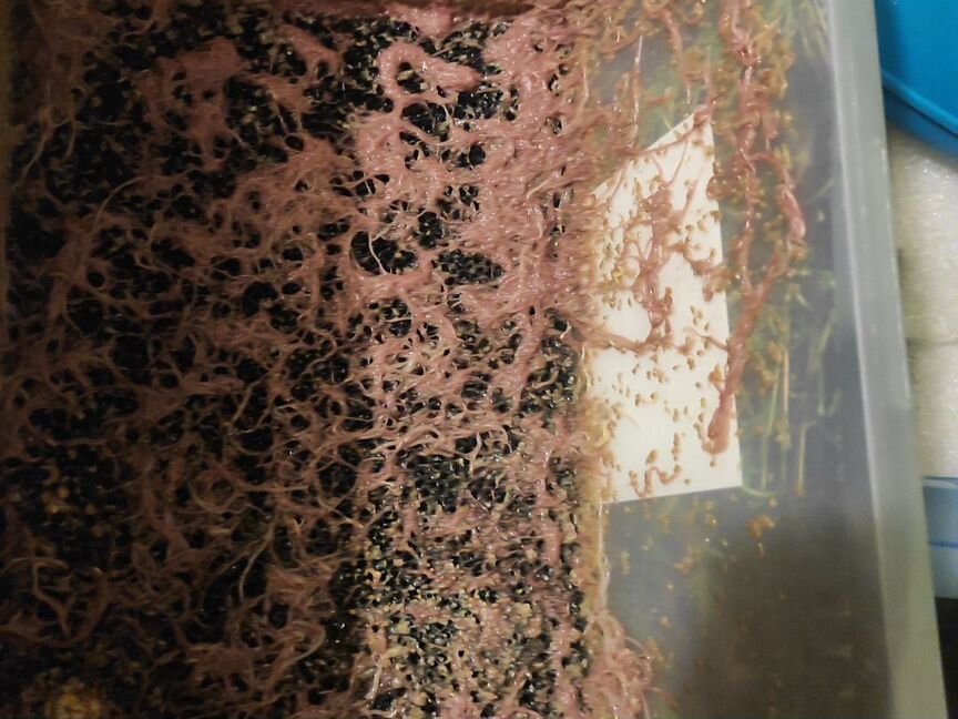 Трубочник Изя