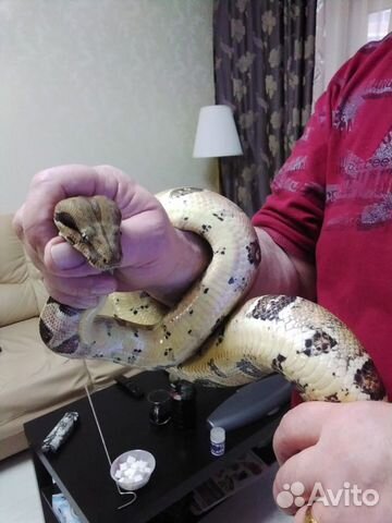 Императорский удав