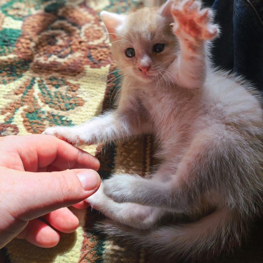 Рыжий котёнок