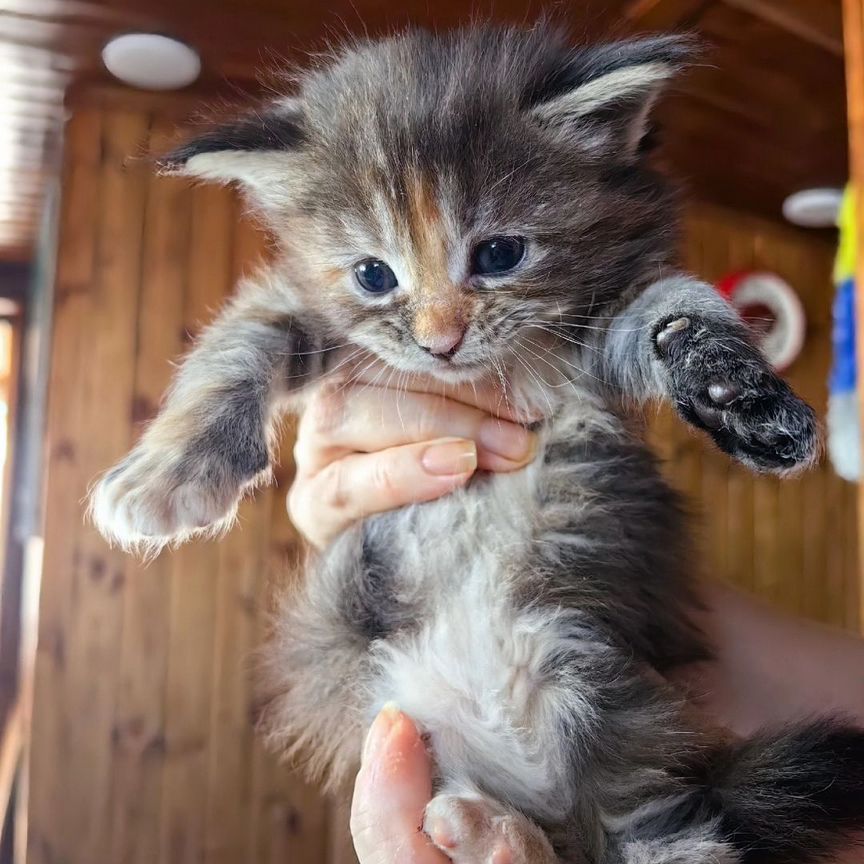 Мейкунчики
