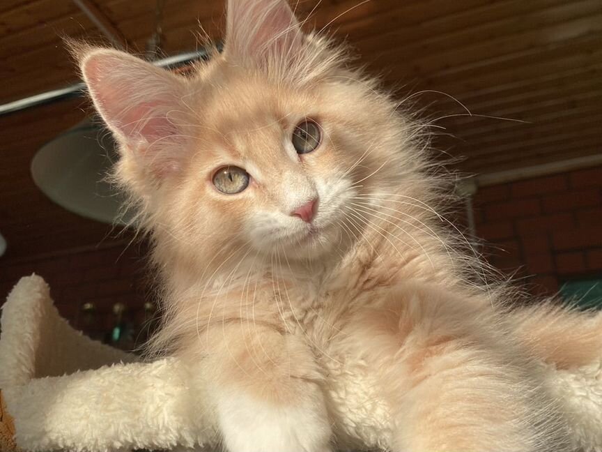 Мейн-кун девчушка Персик