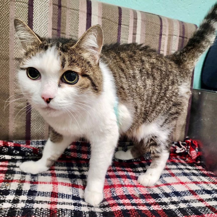 Взрослая, Девочка кошка в добрые руки