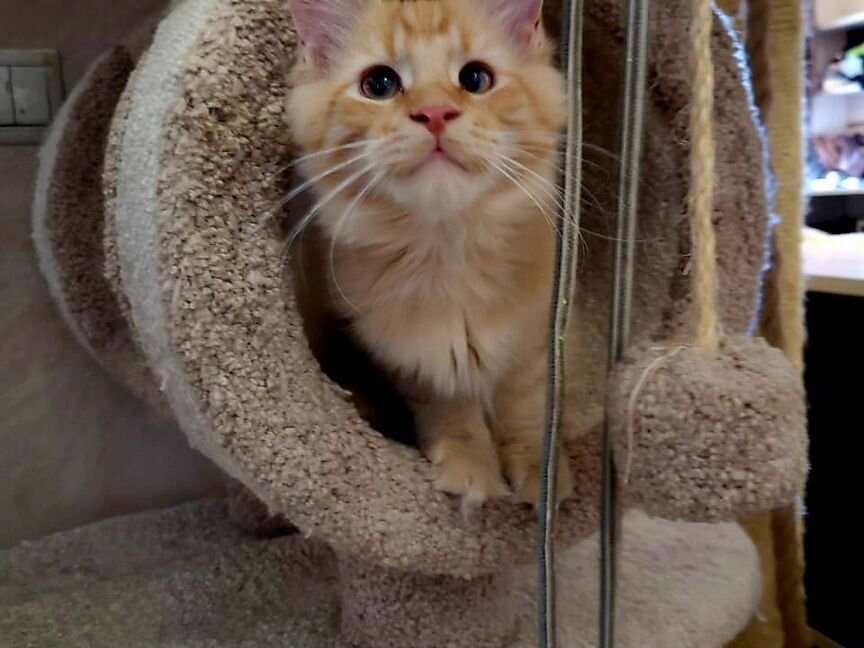 Мейн-кун котёнок девочка