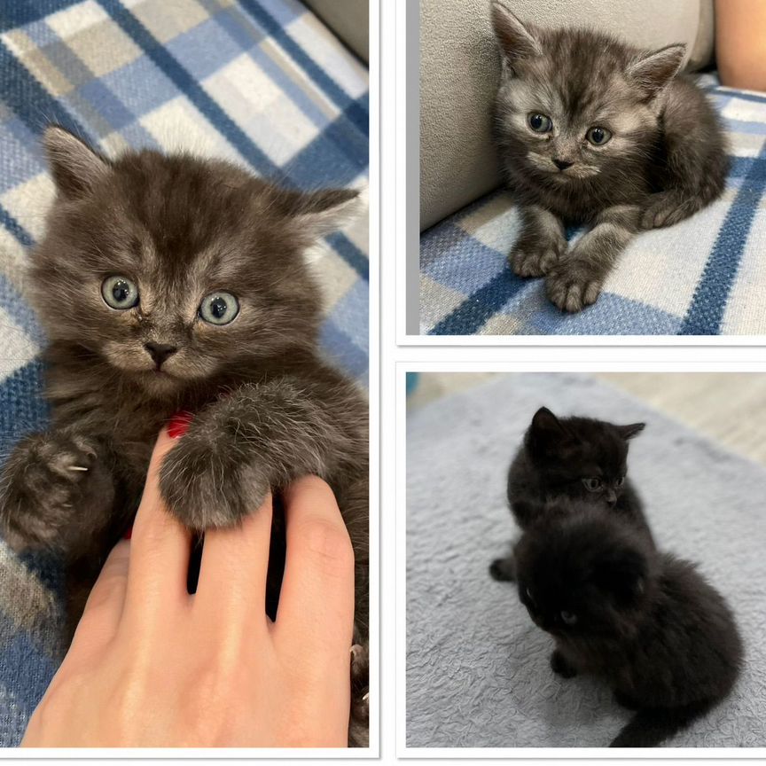 Котята мраморные прямоухие шотладцы