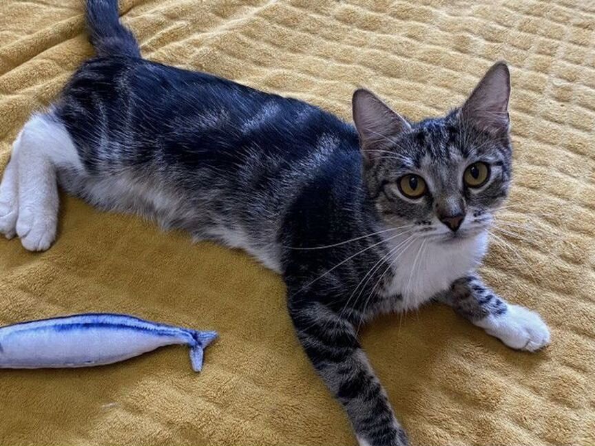 Кошечка стерилизованная ищет дом