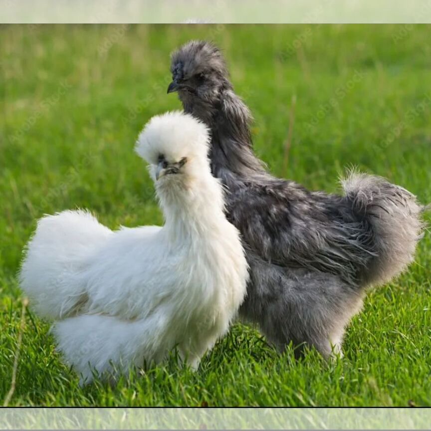 Китайские шелковые петушки