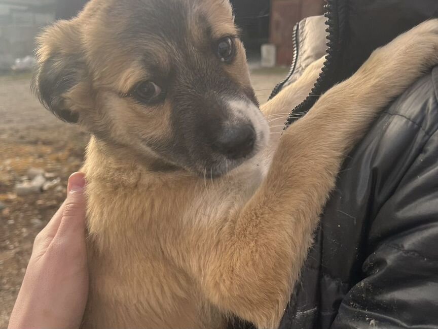 Четыре очень умные девочки ищут дом