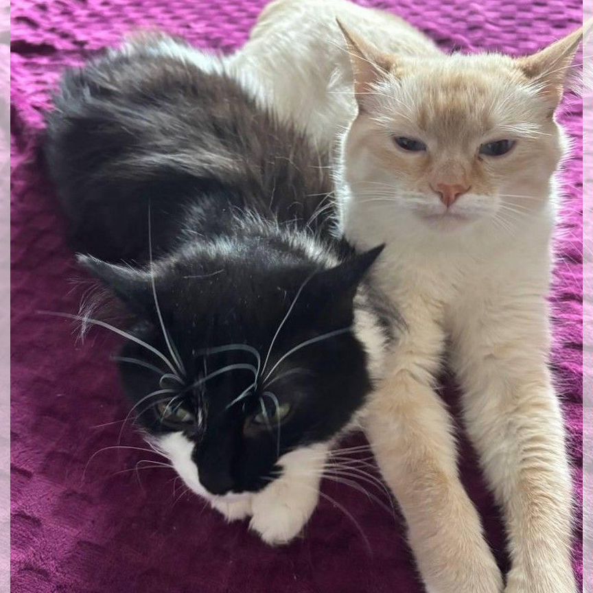 Коты только в добрые руки