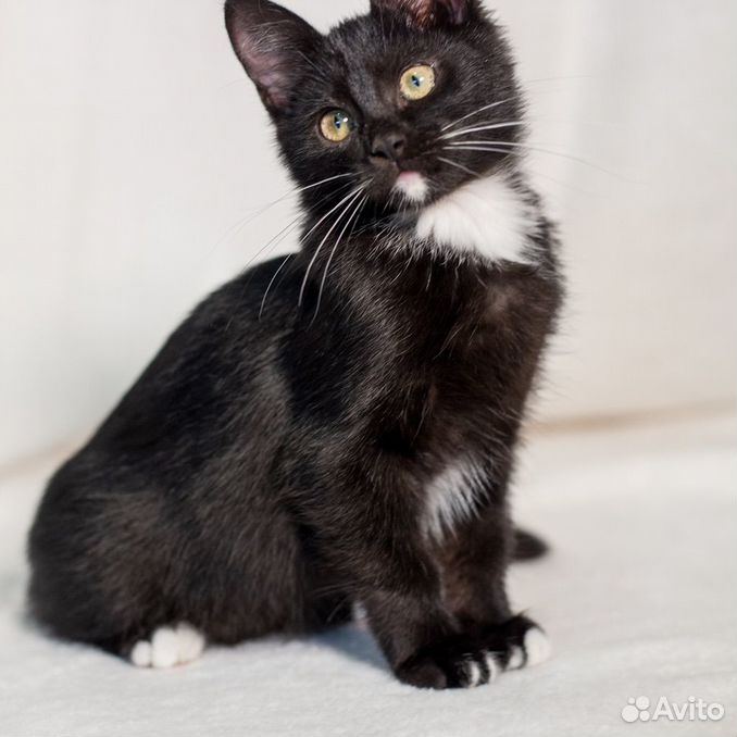 Котенок девочка Мишель