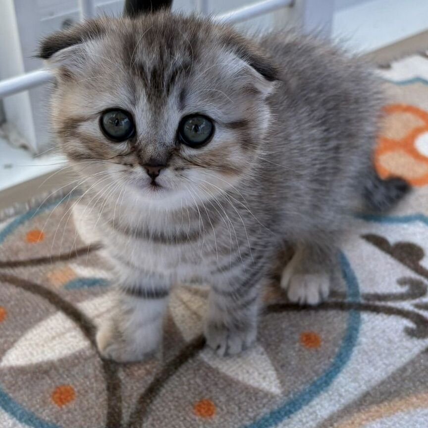 Шотландский вислоухий длинношёрстный котёнок