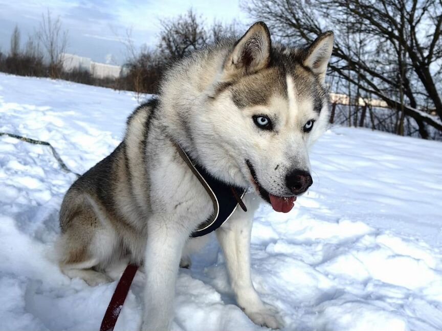 Хаски Скай из приюта ищет дом