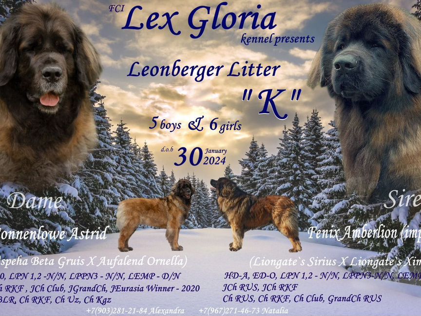 Щенки Леонбергера