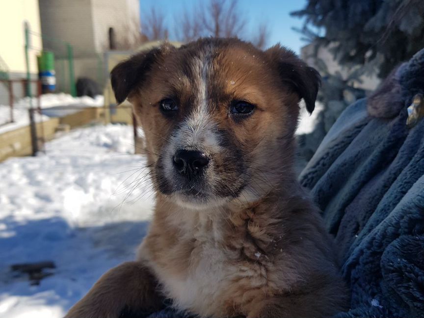 Щенок в добрые руки