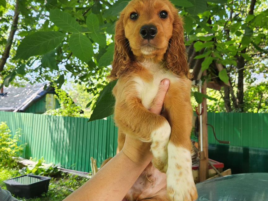 Щенки русского охотничьего спаниеля