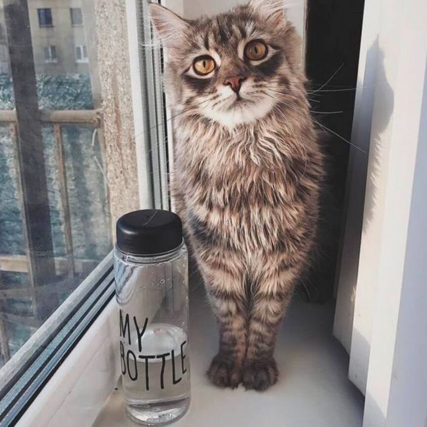 Отдам котика в добрые руки