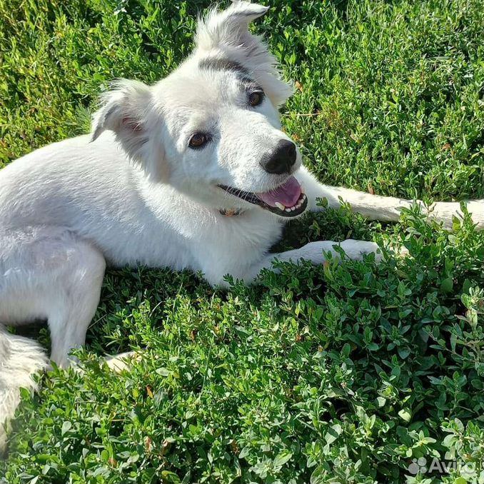 Помесь с бордером