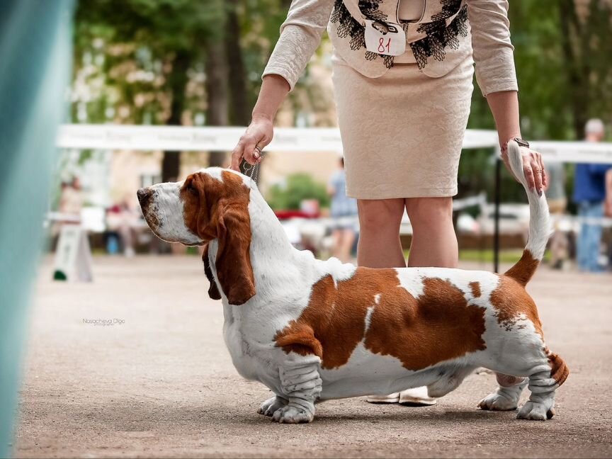 Бассет хаунд кобель для вязки