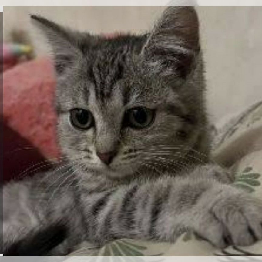 Британский короткошёрстный котёнок